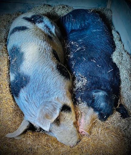 Adopt Eddie and Jeremiah!
